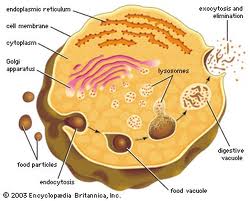 Sitoplasma | BIOLOGIPEDIA