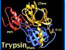 Enzim Tripsin | BIOLOGIPEDIA
