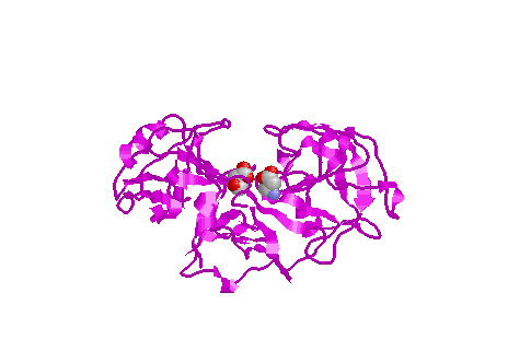 Enzim Pepsin | BIOLOGIPEDIA