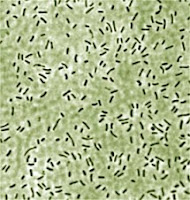 Sumber Energi Bakteri | BIOLOGIPEDIA