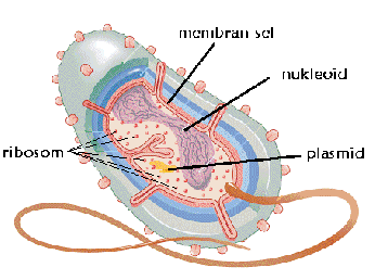 Struktur Bakteri ~ DETIK BIOLOGI