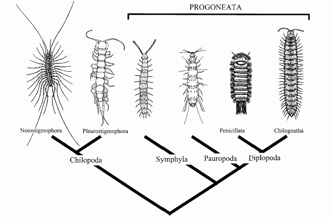 Myriapoda | BIOLOGIPEDIA