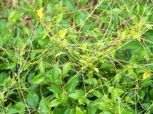 Tali Putri | BIOLOGIPEDIA