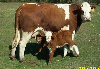 RAMSAY FARMS: Some of my favorite spotted Simmental