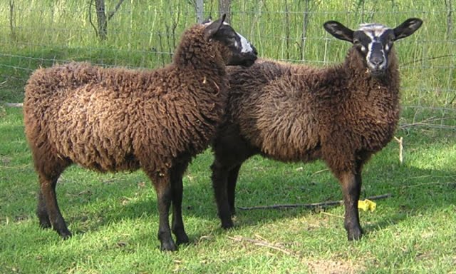 RAMSAY FARMS: Shetland, BFL, Mule, andTexel cross lambs
