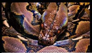 Ular Sanca Batik ~ WENDYANA RAMDHAN