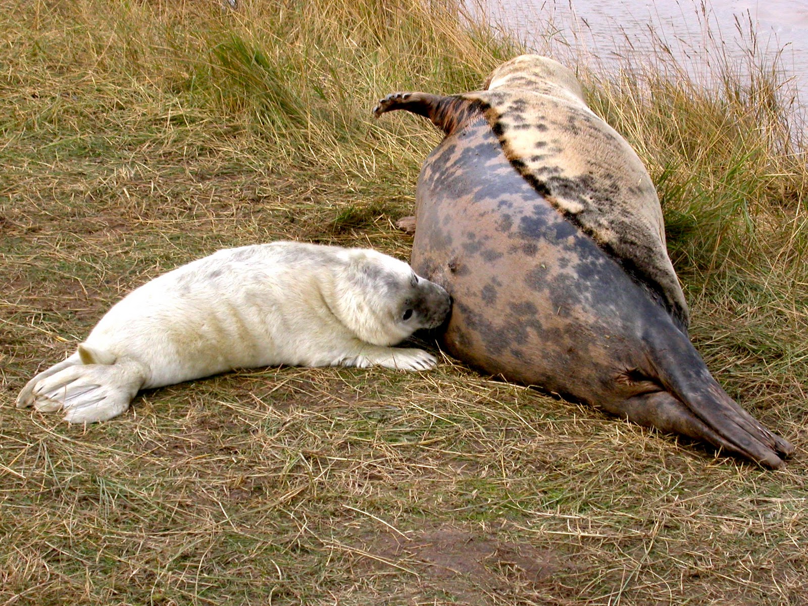 Archie's Peaky Birders Blog: GREY SEALS in Lincolnshire