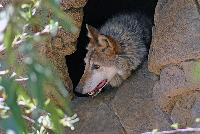 Tin & Spit: Stick Figure Blues