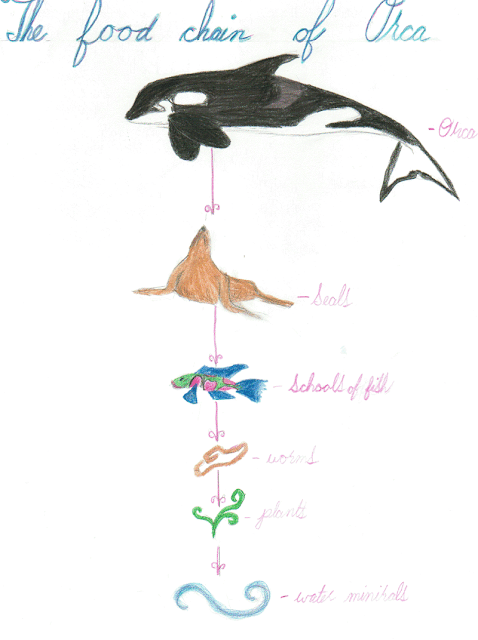 Marine Life: Orcas food chain