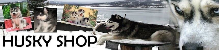 Siberian Husky Shop: ตัวผู้ เจ้า Robby สีขาว-เทา ตาสีดำอัลมอล ขาย 17000 บาท