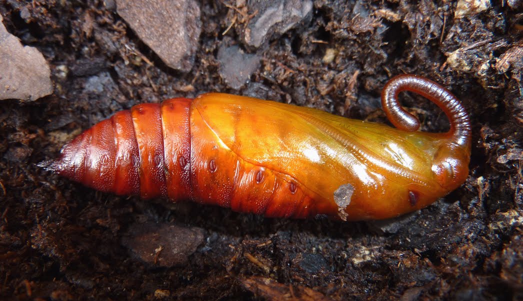 Cuaderno de Campo y Taller: Macro - Lepidopteros