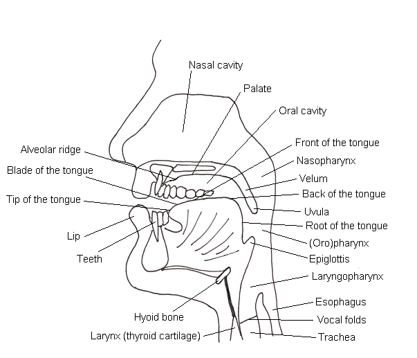 The use of Phonetics in Speech Pathology