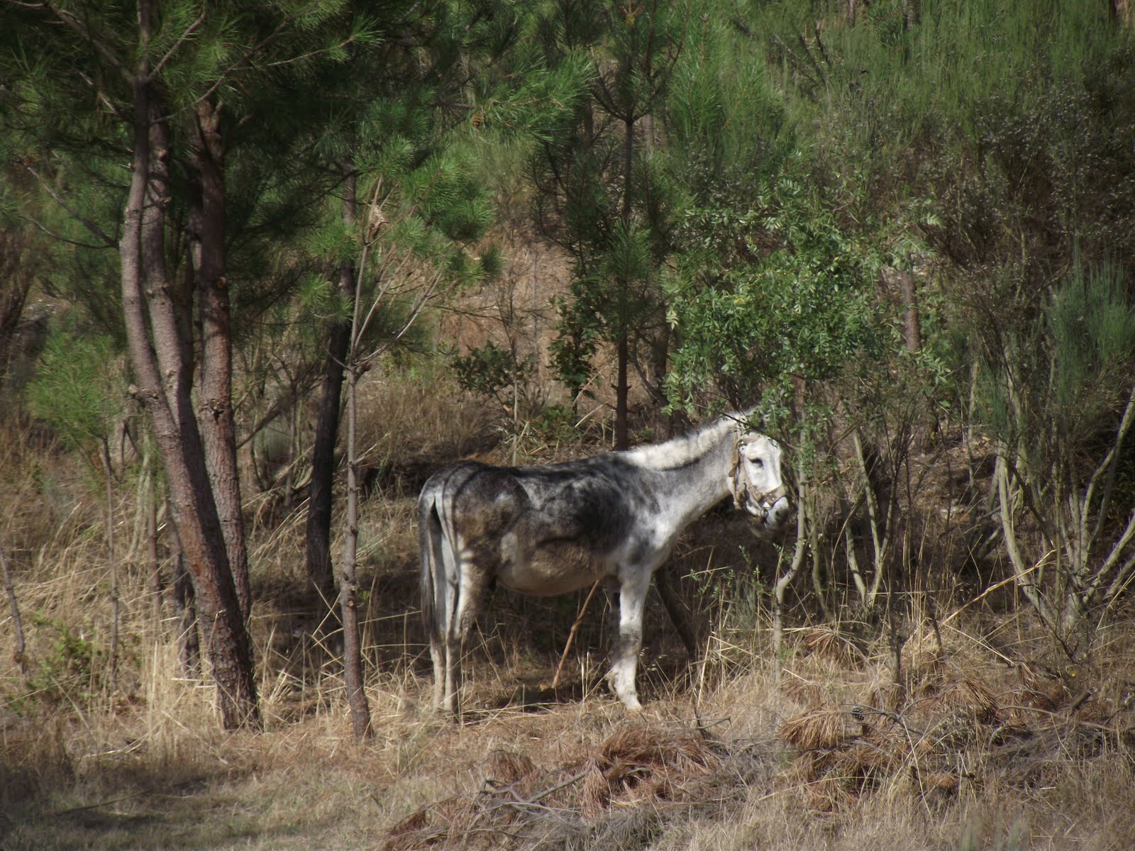 Trajinha: O Burro! Um Animal de Trabalho em Vias de Extinção.