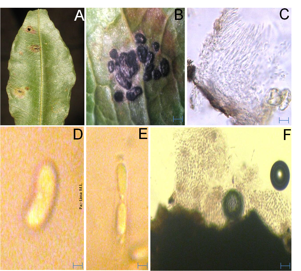 ESTUDOS EM DOENÇAS DE PLANTAS - IFGoiano - Campus Urutaí: “ASPECTOS ...