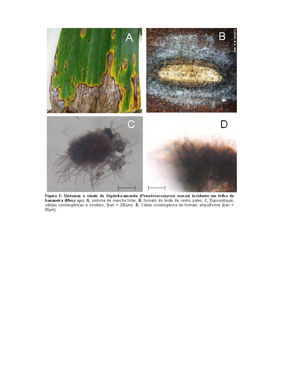 ESTUDOS EM DOENÇAS DE PLANTAS - IFGoiano - Campus Urutaí: Sigatoka ...