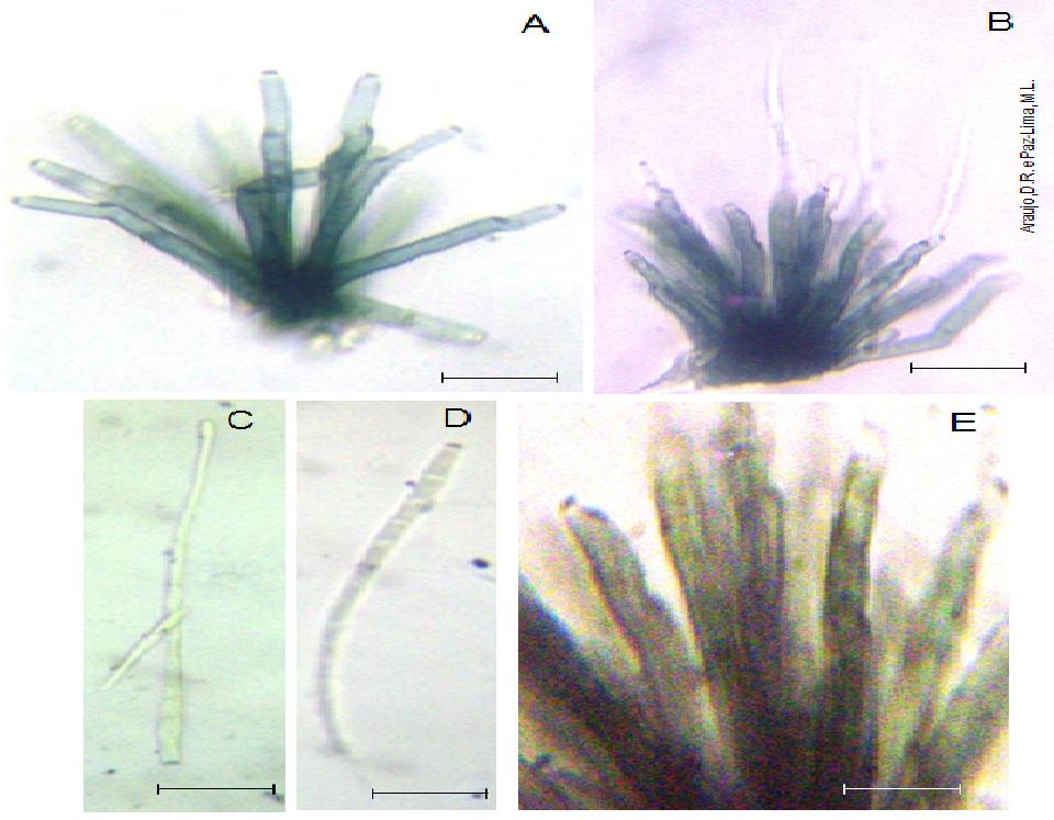 ePlantDisease: rice