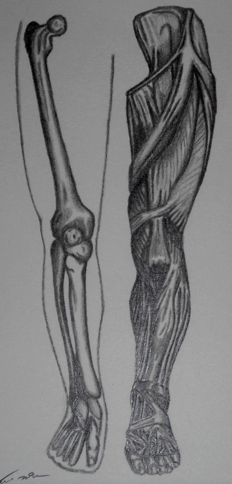 Nathan's Art: Anatomy Human Leg