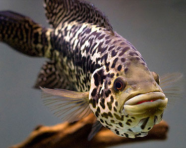 Petland Aquatics: All The Fish On This Page Are Available Instore.