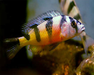 Petland Aquatics: All The Fish On This Page Are Available Instore.