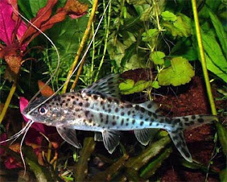 Petland Aquatics: All The Fish On This Page Are Available Instore.