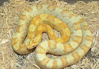 La Casa de los Animales: Las Serpientes