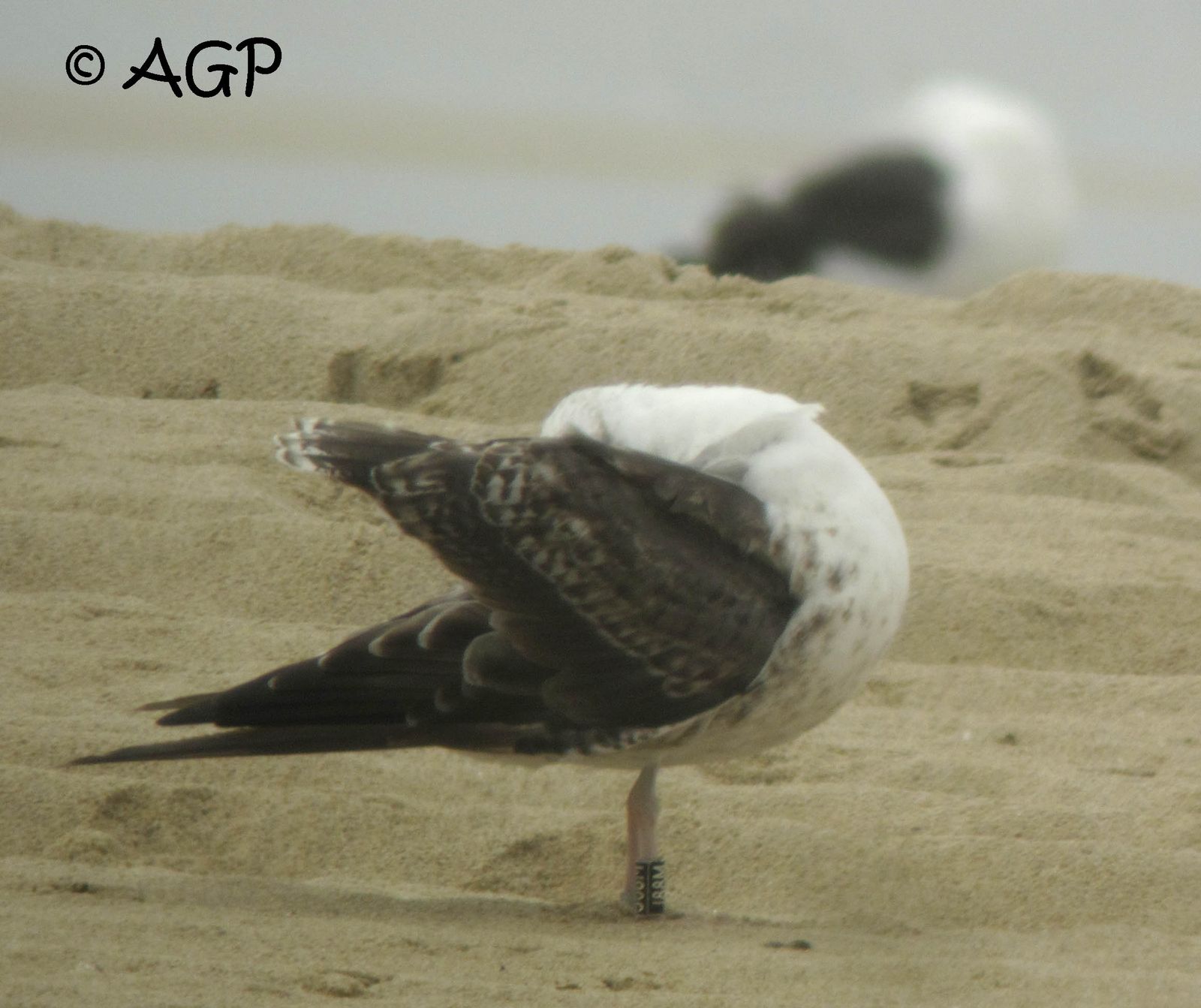 gaviotas y anillas: 29/08/10 - 5/09/10