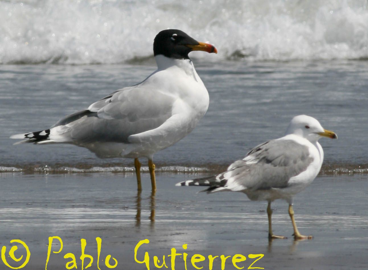 gaviotas y anillas: Larus ichthyaetus