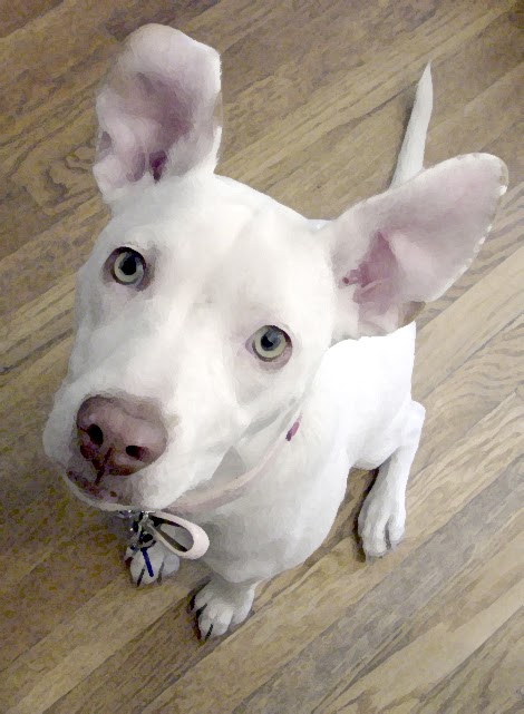 DOGS OF DOWNTOWN: Boo - A White Dog (?)