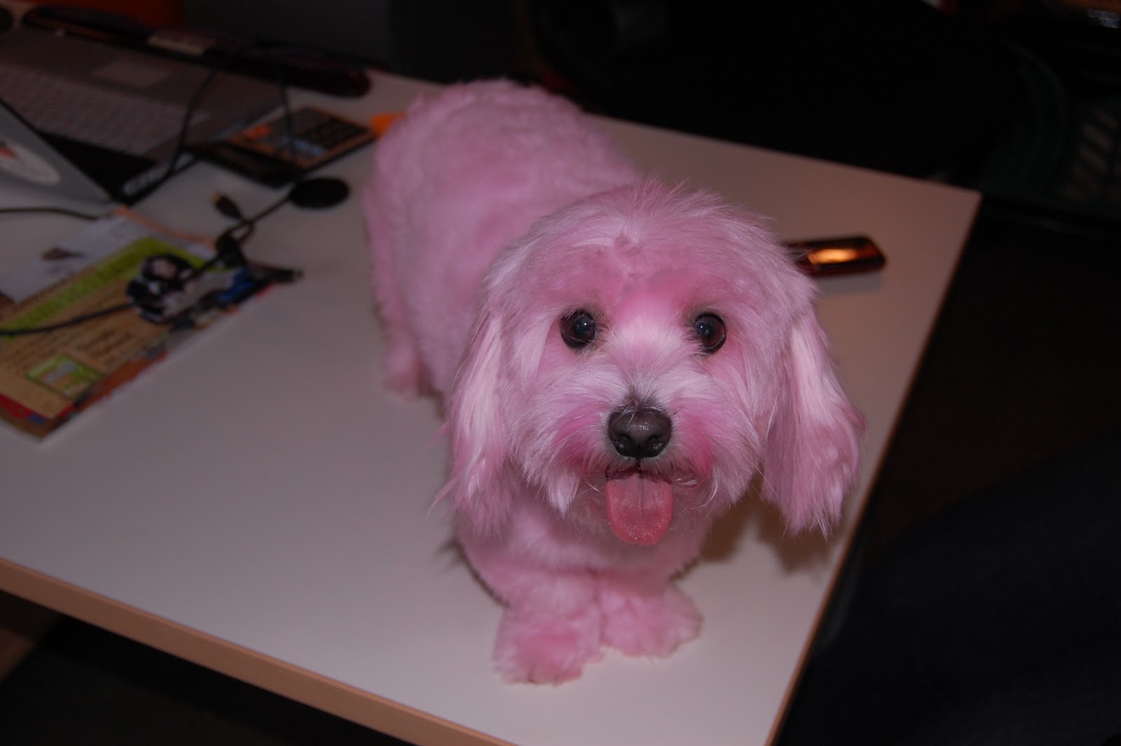 DOGS OF DOWNTOWN: Pup - Maltese