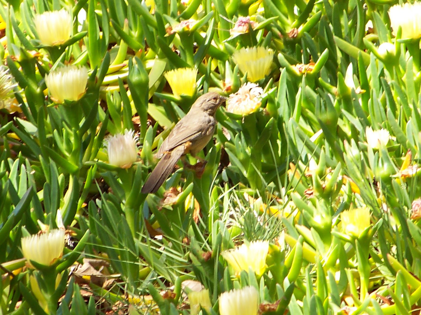 OC Birder Girl: Spring in Craig Regional Park