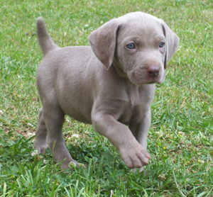 Weimaraner | Perros de raza