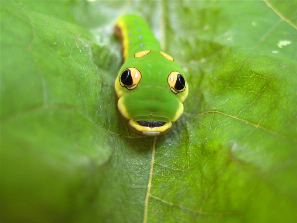 All about trees and plants: New Petey Pictures