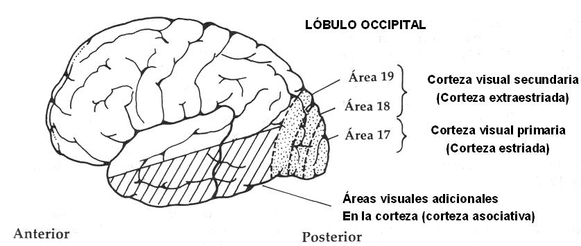 Psicología de la Percepción - UCM: Visión