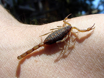 PURE FLORIDA: Scorpion Surgery