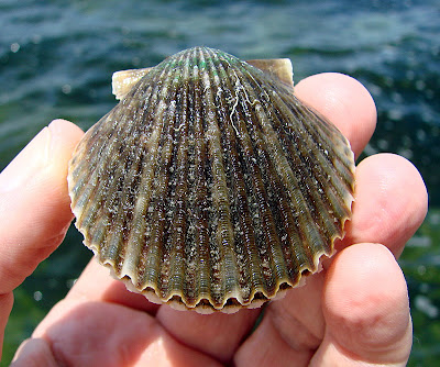 PURE FLORIDA: Bay Scallops and Scalloping In Florida