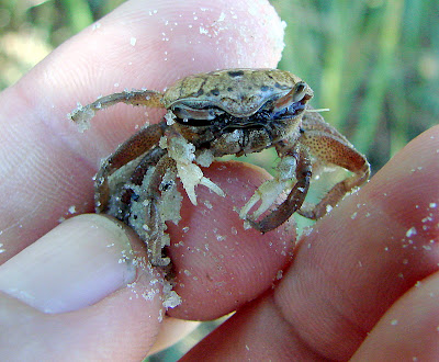 PURE FLORIDA: Fiddler Crabs
