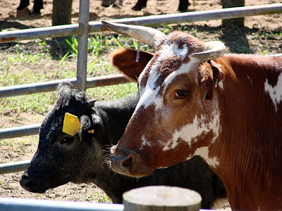 PURE FLORIDA: The Florida Cracker Cattle Auction