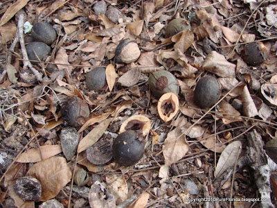 PURE FLORIDA: Nut Envy