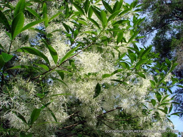 PURE FLORIDA: Fringe Tree Fragrance Finally
