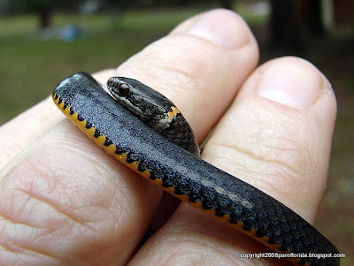 PURE FLORIDA: Ringneck Snake