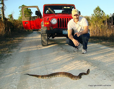 PURE FLORIDA: Now, THAT Is A Water Moccasin.
