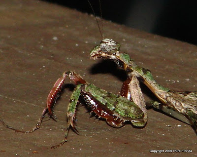 PURE FLORIDA: Praying Mantis Cryptic Coloration