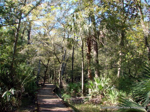 PURE FLORIDA: The Goethe Giant Strikes Again