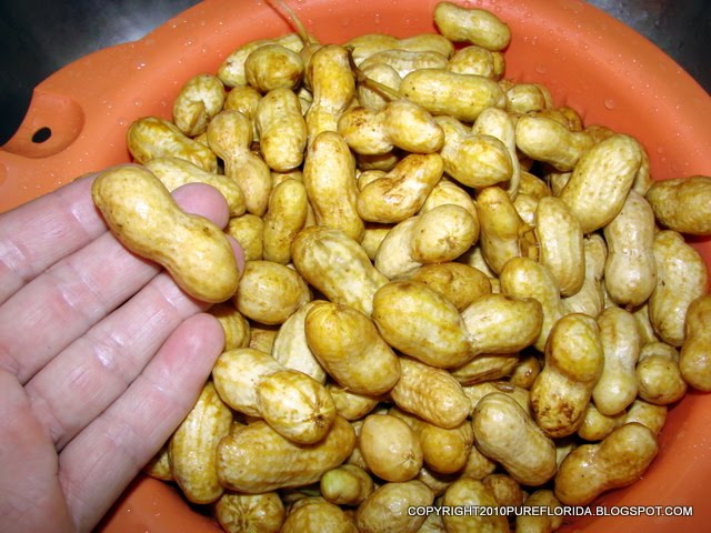 PURE FLORIDA: Late Culinary Smackdown Entry, Boilt Pnuts