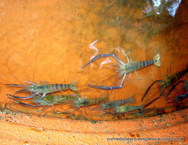 PURE FLORIDA: Freshwater Prawn Drawdown
