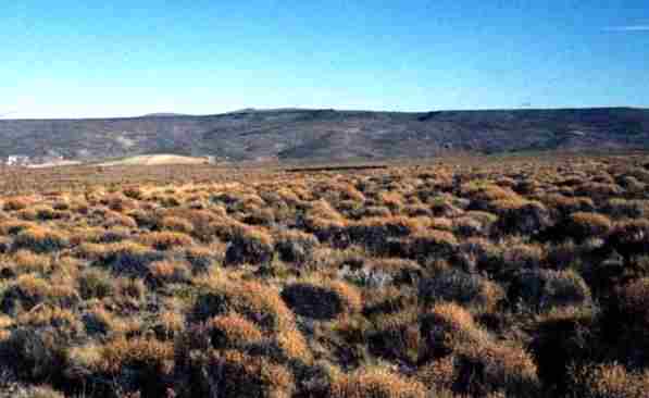 Estepa - JungleKey.fr Image