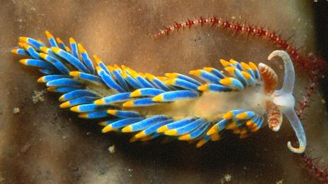The Wonderful Colors of Deep Sea Slugs ~ UNUSUAL THINGs