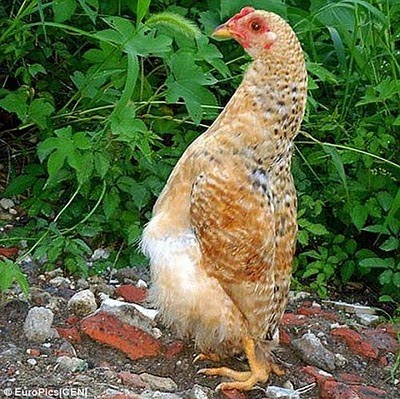 Strange hen that walks like a penguin ~ Somethin Bizarre