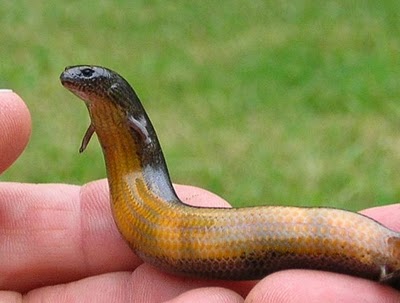 Unusual Snake With Foot Discovered ~ UNUSUAL THINGs