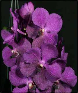 VENDA DE ORQUÍDEAS